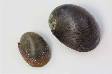 Neritina Pulligera