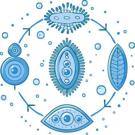 Simplified Lifecycle Diagram Of Microscopic Organisms In Repeating