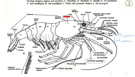 Phylum Arthropoda And Subphylum Crustacea Diagrams No Organs
