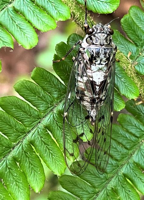エゾハルゼミ Greenbreeze
