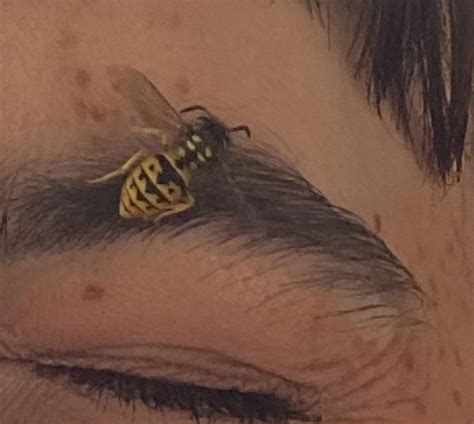 Help What Is This Bug Located In Northeastern United States R