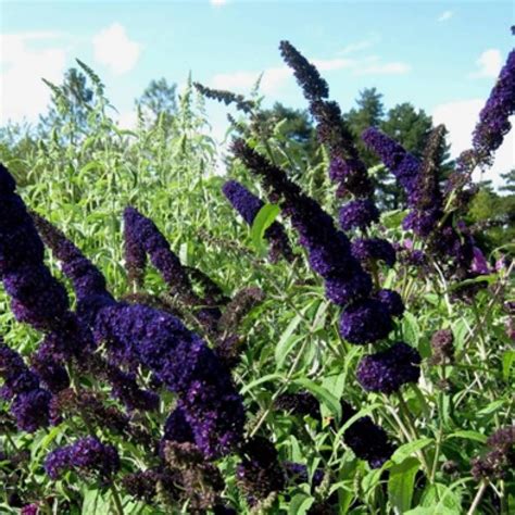 Buddleia Davidii Black Knight Vivero Pullally