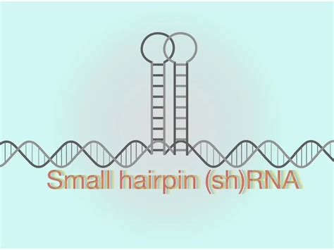 What Is Shrna Short Hairpin Rna What Is Shrna Short Hairpin Rna