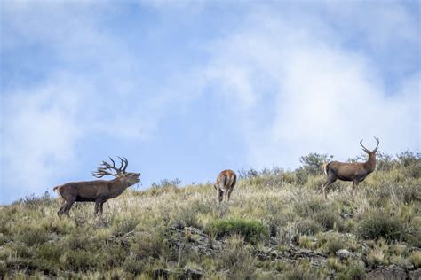 Red Stag Lanín Red Stag Patagonia