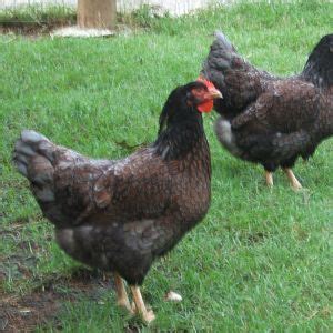 Two Blue Double Laced Barnevelder Hens Backyard Chickens Learn How