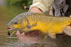 28 Yellowfish Largesmallmouth Ideas Fly Fishing Fish Flying