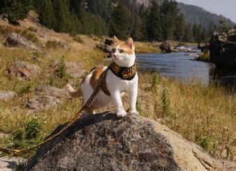 Kitty Holster Cat Harness 1 Rated Veterinarian Recommended Made
