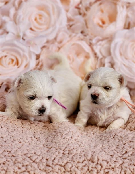 Puppies For Sale Gold Coast Qld Moodle To Love