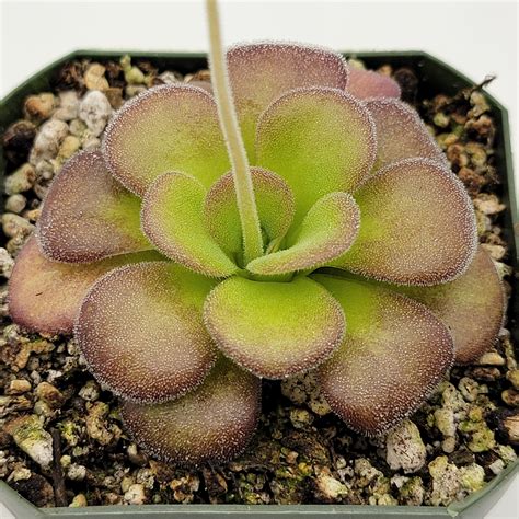 Pinguicula Agnata Ekuma Rainbow Carnivorous Plants Llc