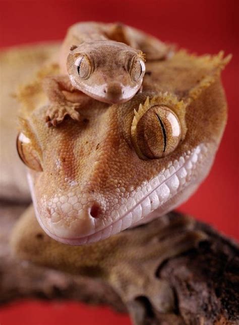 Pinterest Crested Gecko Pet Lizards Cute Reptiles