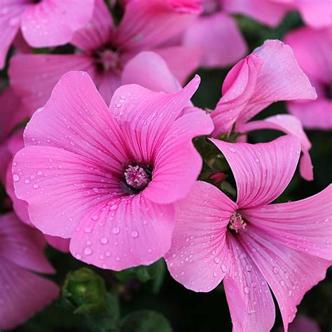 13 Of The Prettiest Pink Flowers To Add To Your Garden This Spring