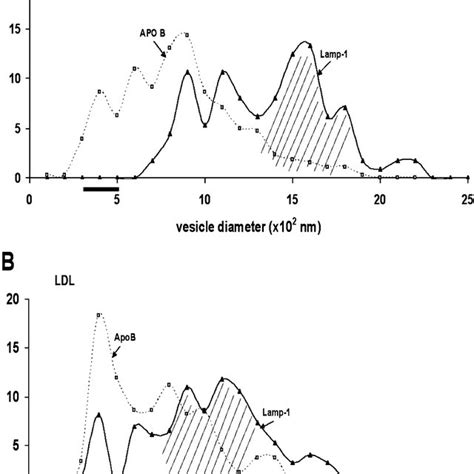 Electron Microscopy Micrograph Of Brain Capillary Ecs Depicts A