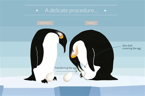 The Emperor Penguin Meet Antarcticas Most Popular Seabird Magazine