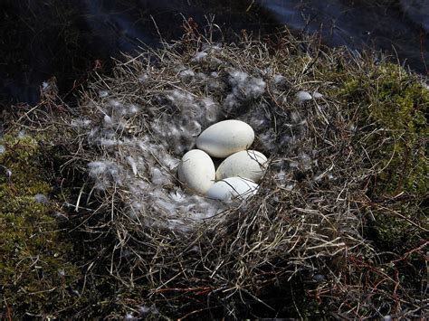 Canada Goose Nesting Location Eggs Behavior Birdfact