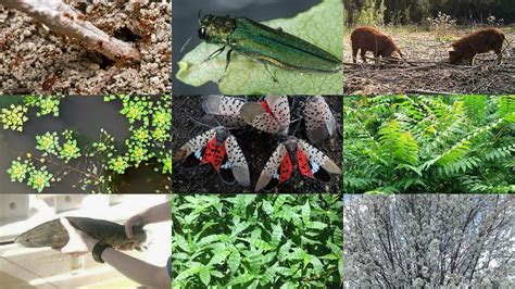 Wild 9 Invasive Species In Virginia Invasive Species Are Non Native