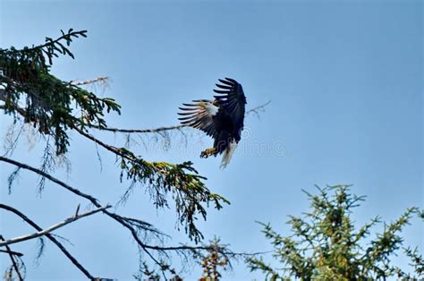 Bald Eagle Landing An A Tree Branch Stock Image Image Of Summer