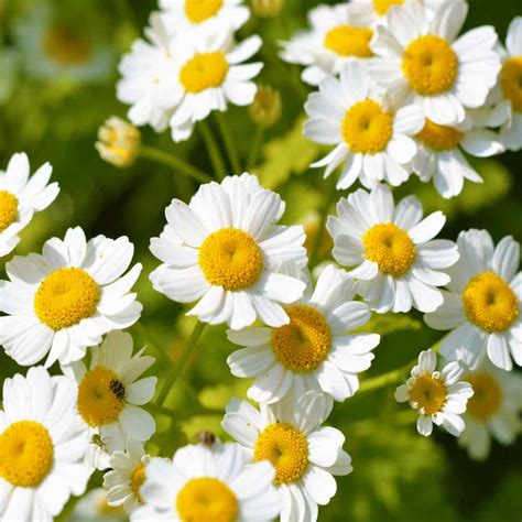 Feverfew Seeds Chrysanthemum Parthenium Feverfew Herb Seeds