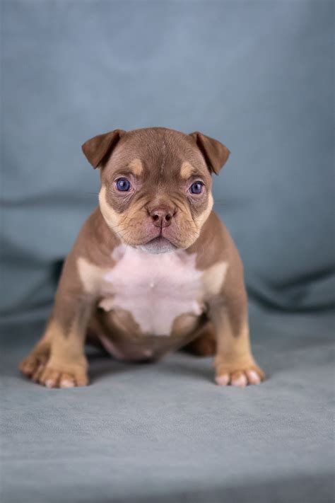 Ultimate Bully Ruby Rose щенки питомника Ultimate Bully