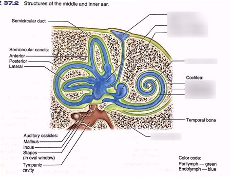 Structures Of Middleinner Ear Diagram Quizlet