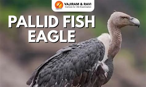 Pallid Fish Eagle Food Distribution Key Facts Latest News