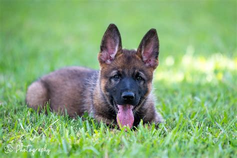 Tan Sable German Shepherd Puppies
