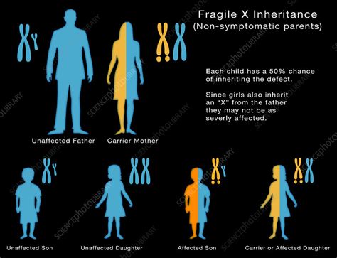 fragile x inheritance illustration stock image c030 6640 science