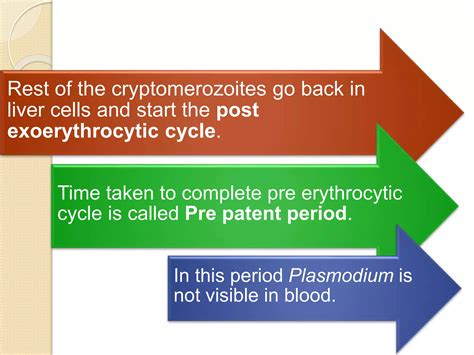 Plasmodium Life Cycle Pptx