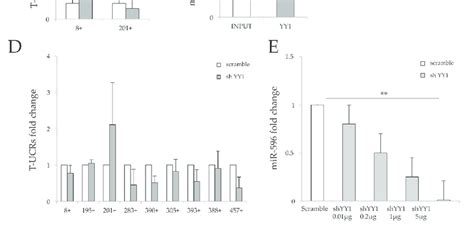Role Of Polycomb Yy1 In T‐ucr Network A Rna‐chromatin Download