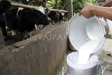 Produksi Susu Sapi Nasional Antara Foto