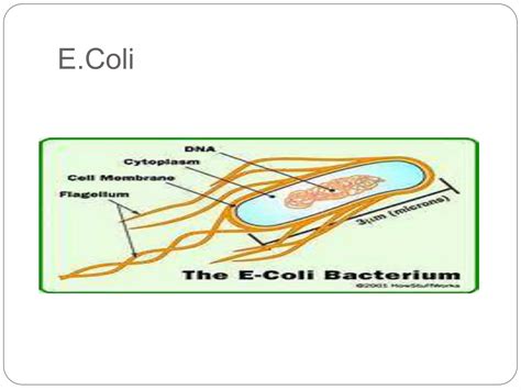 Escherichia Coli E C Oli Pptx