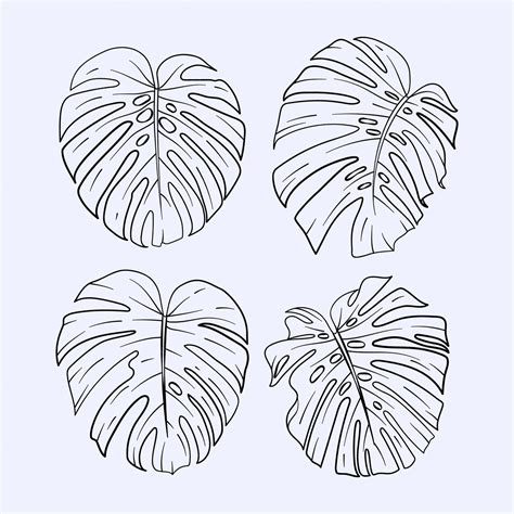 Free Vector Hand Drawn Monstera Leaf Outline Illustration