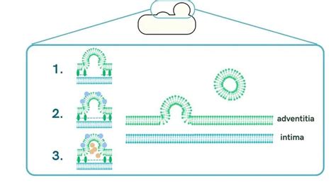 Design Tokyotech Igem 2024