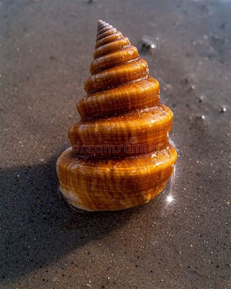 A Wet Turret Shell On A Sandy Beach Stock Illustration Illustration