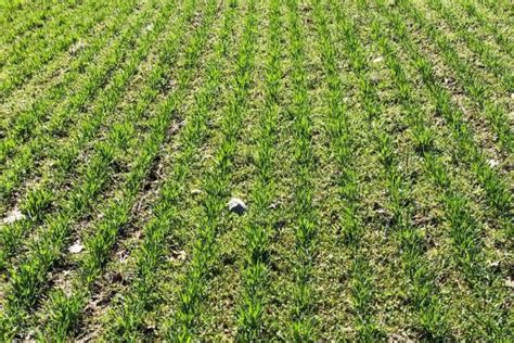 Weed Control In Winter Wheat What Do I Need To Consider Wheat