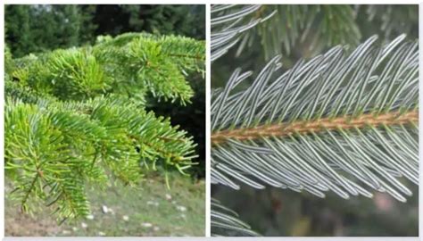 17 Different Types Of Fir Trees And Their Identifying Features