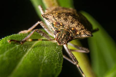 Stink Bugs Soybean Pest Soybean Research And Information Network Srin