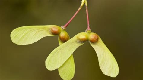 Sugar Maple Seed
