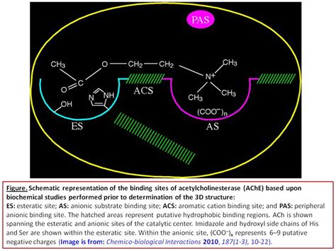 Organic Chemistry Why Is Methyl Parathion Less Toxic Than Ethyl