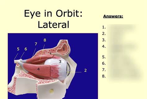Eye In Orbit Diagram Quizlet