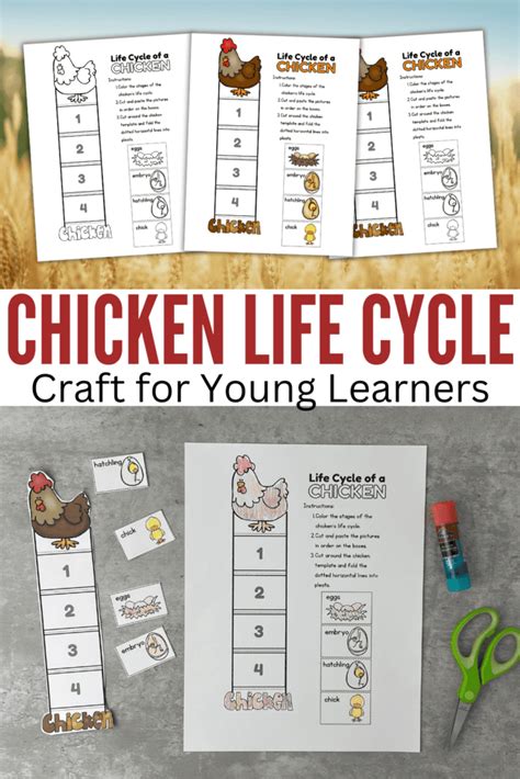Free Printable Chicken Life Cycle Craft For Preschoolers