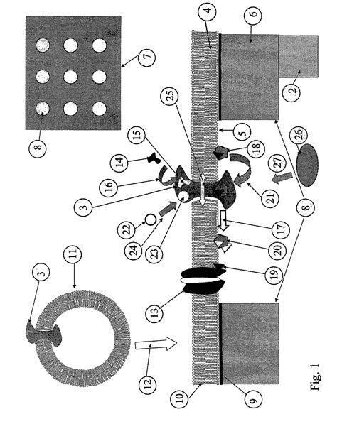 Assay Chip And Uses Of Said Assay Chip To Determine Molecular Structures And Functions Eureka