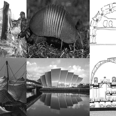 Examples From The Architectural Structures Inspired By Nature Arslan