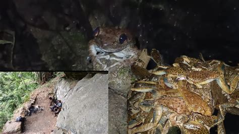 Two Nigh Hungting Catch Frogs In Small River🐸🐸🐸 Youtube