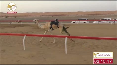 الشوط 5 مسره لـ عبيد سعيد بن منانه 451 ، شارة الشيخ طحنون 2023813 لقايا الجبيب Youtube