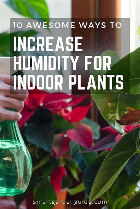 10 Great Ways To Increase Humidity For Indoor Plants Smart Garden