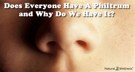 What Is The Purpose Of A Philtrum