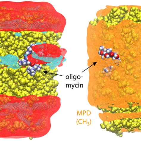 Pdf Membrane Plasticity Facilitates Recognition Of The Inhibitor Oligomycin By The