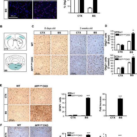 Differences In Mtor Regulation Of Akt Underlie The Brain Download Scientific Diagram