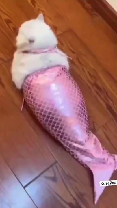 Рыбов показываете я и есть ваш рыбов еотик пушистик Youtube