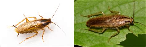 5 Types Of Cockroaches Found In Ohio Id Guide Bird Watching Hq
